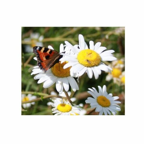 Butterfly and Bee Wildflower Seed Mix - Eyebrook Wild Bird Feeds